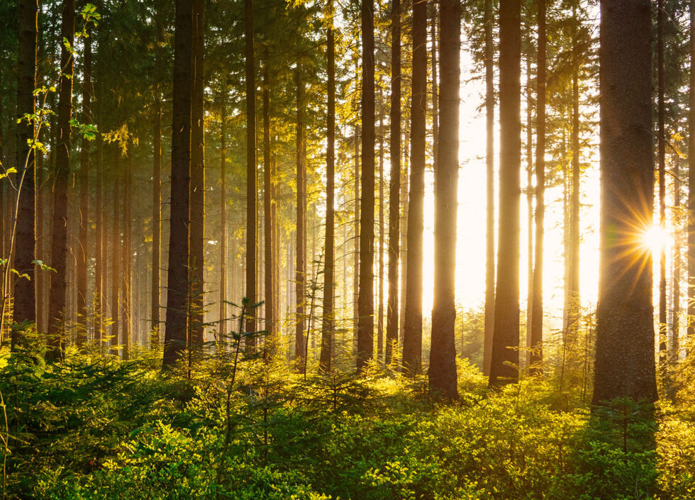 Tree Meet Forest | Integral Thelema